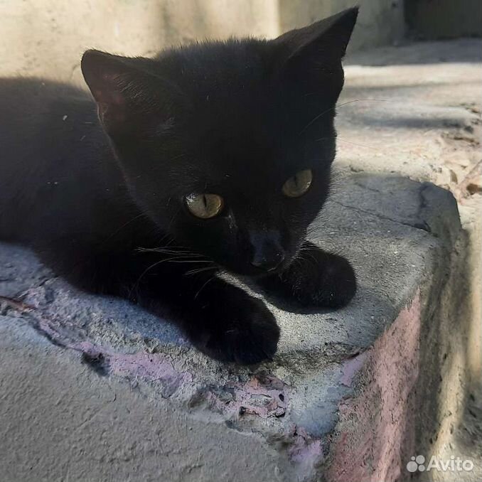 Лакричная конфетка, девочка