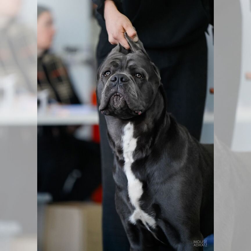 Кане-корсо, взрослый пёс