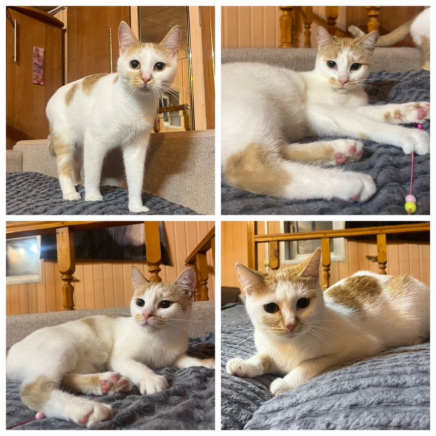 Рыжая кошечка ищет дом