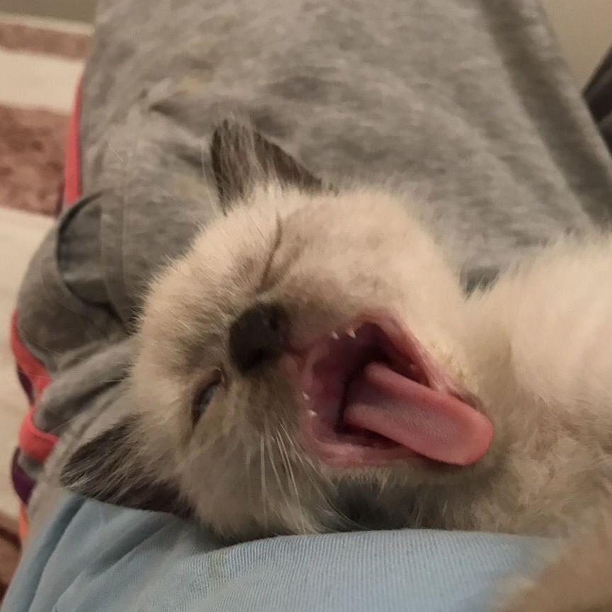 Сиамцы(тайцы)