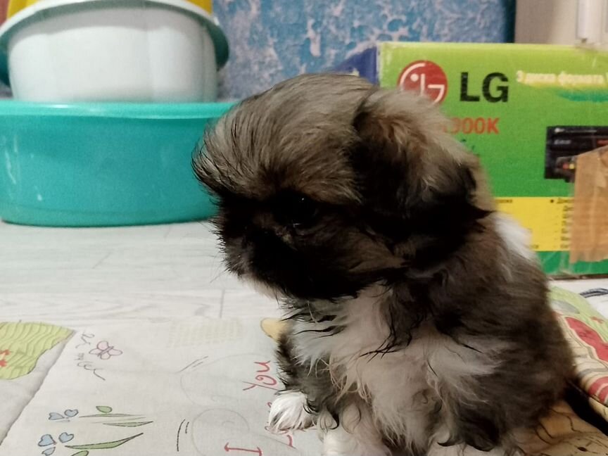 Королевский пекинес