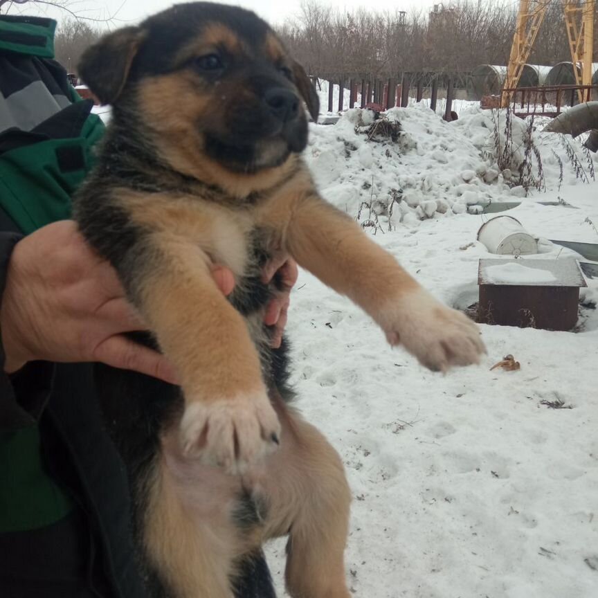 Щенки сторожевой собаки