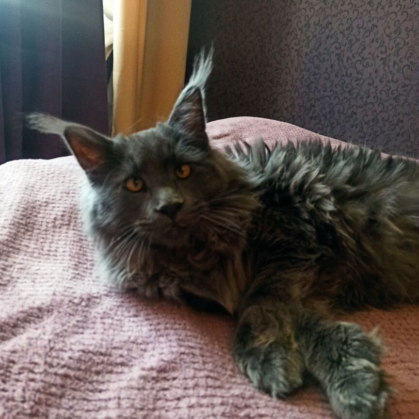 Мейн кун полидакт 2 года