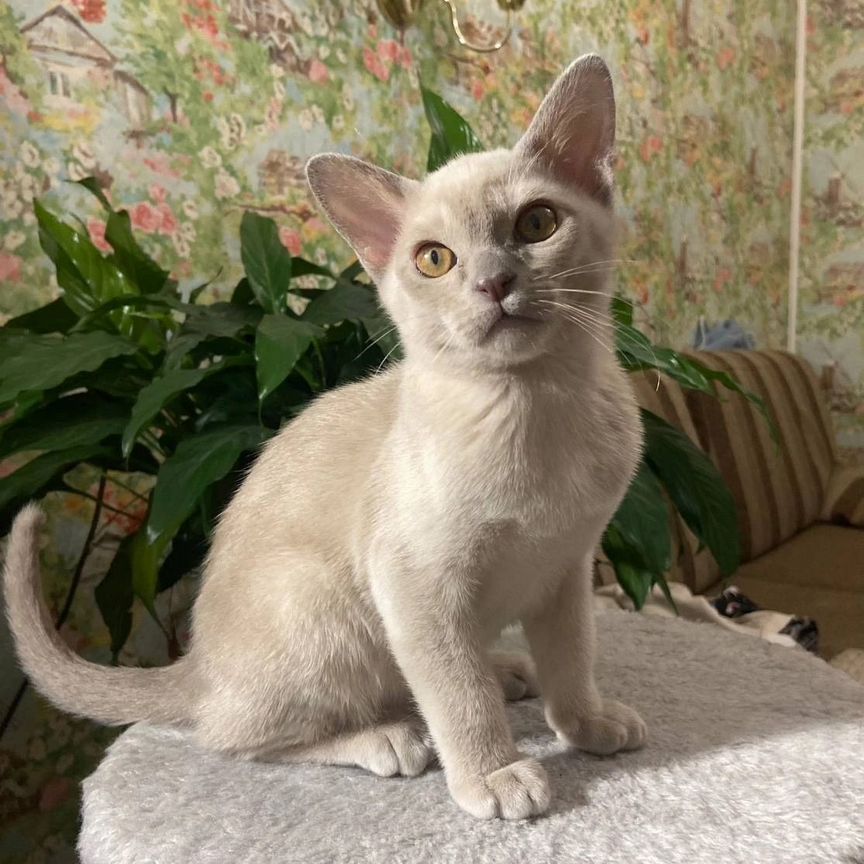Бурманский котенок