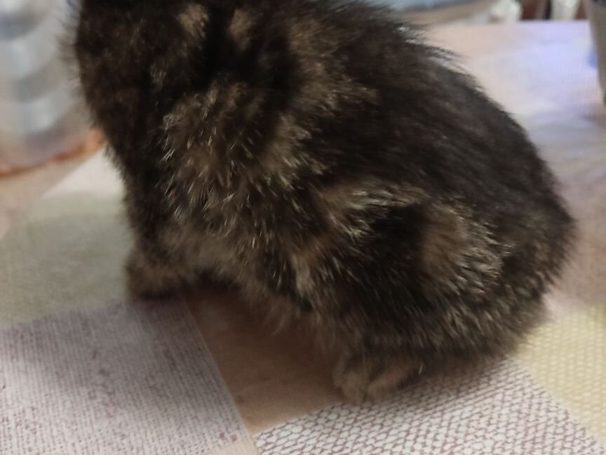 Британские котята