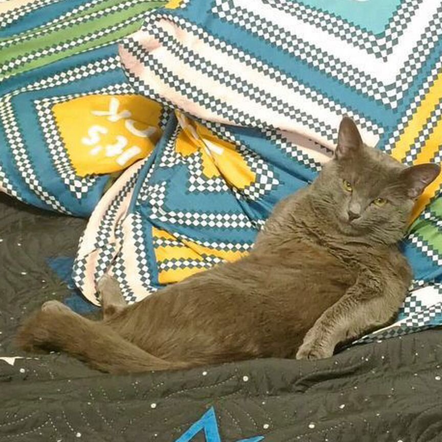 Кот Дымок