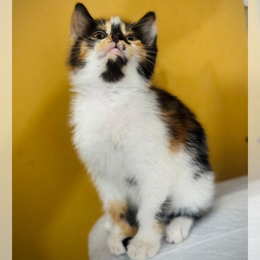 Котенок 2 мес ласковый спасена с улицы