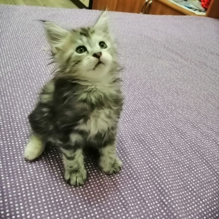 Котята мэйн кун