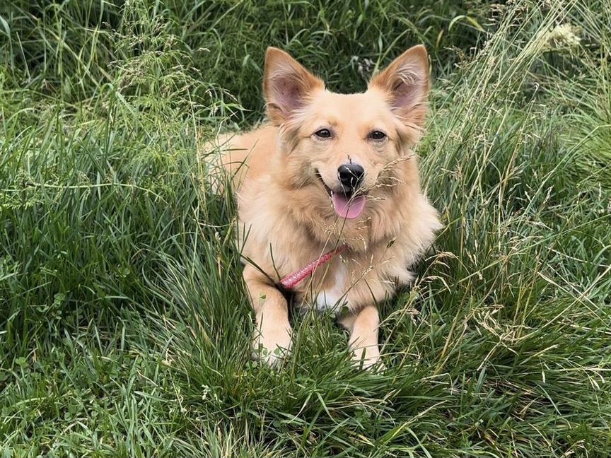 Собака в добрые руки