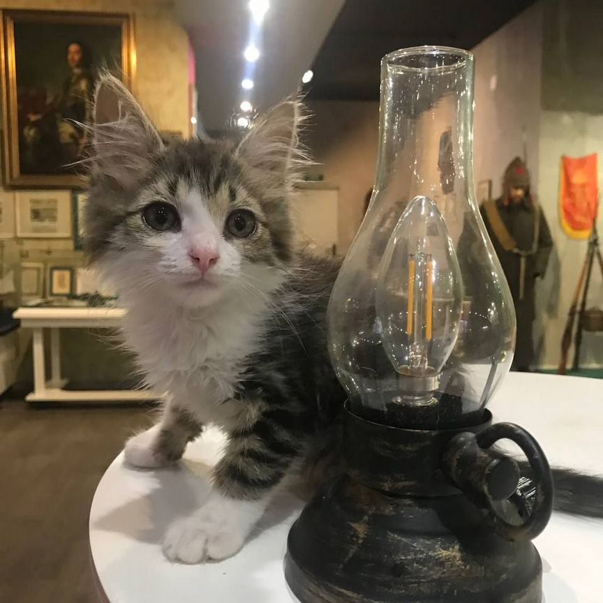 Котята очень ищут дом