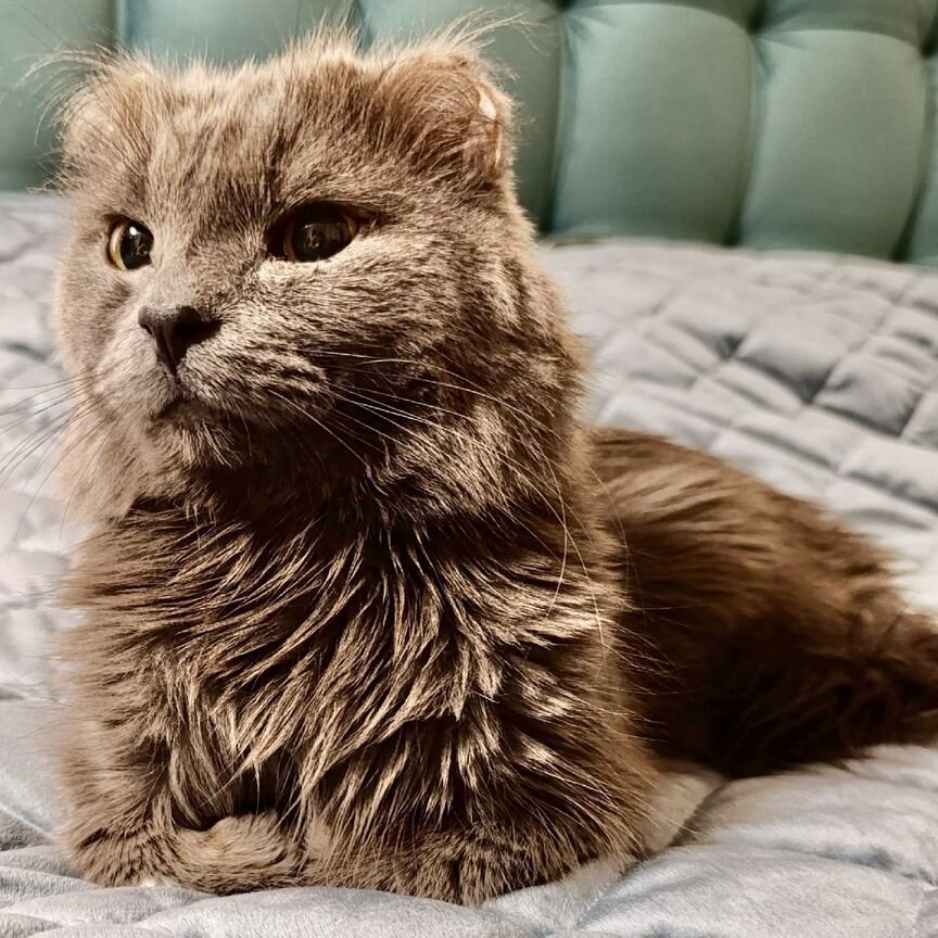 Нибелунг, взрослый кот