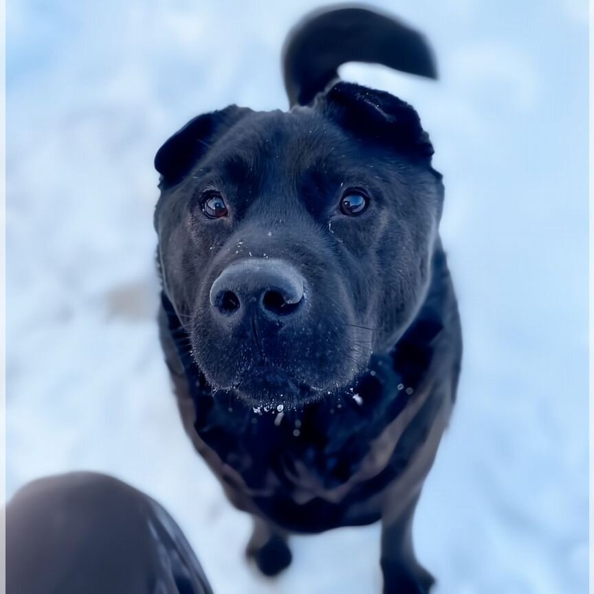 Взрослый пёс в добрые руки