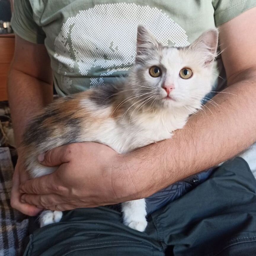 Котёнок в добрые руки, 3-4 мес., девочка