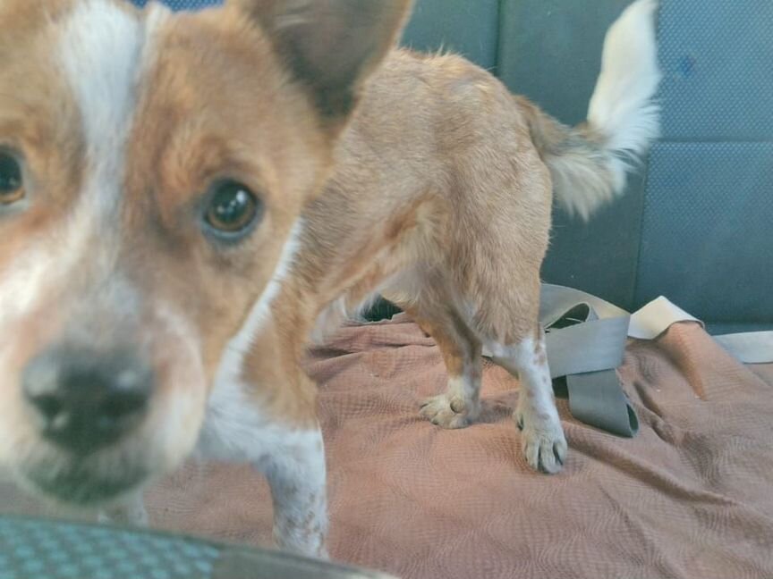 Девочка с веснушками