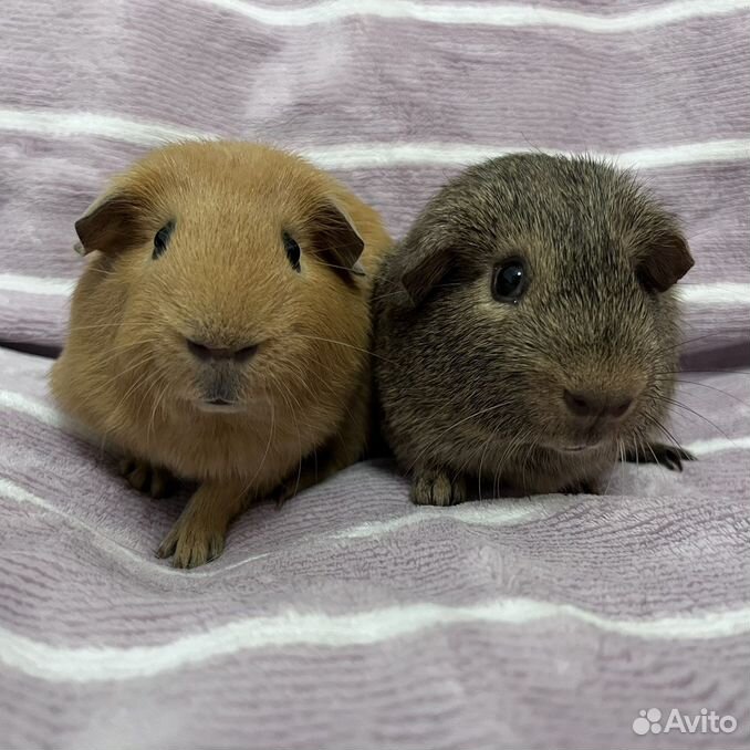 Морские свинки мальчишки селф и агути