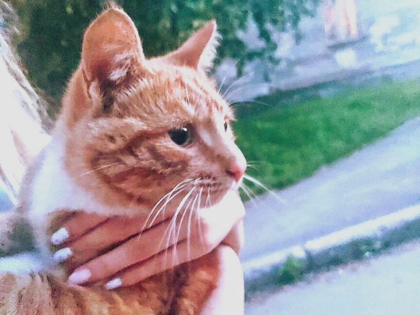 Рыжий, умнейший кот может оказаться на улице