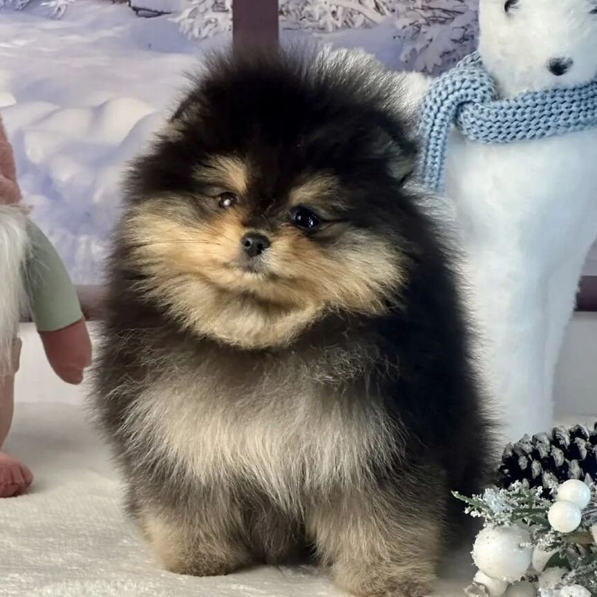Померанский шпиц, щенок