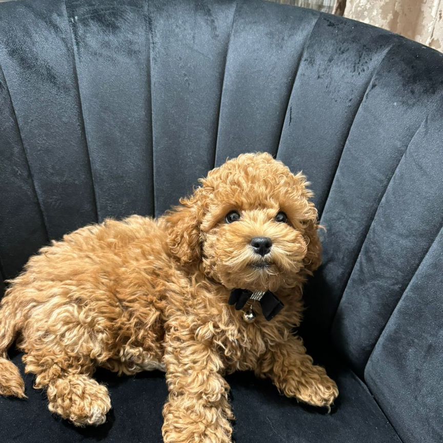 Мальтипу средний маленький шесть месяцев