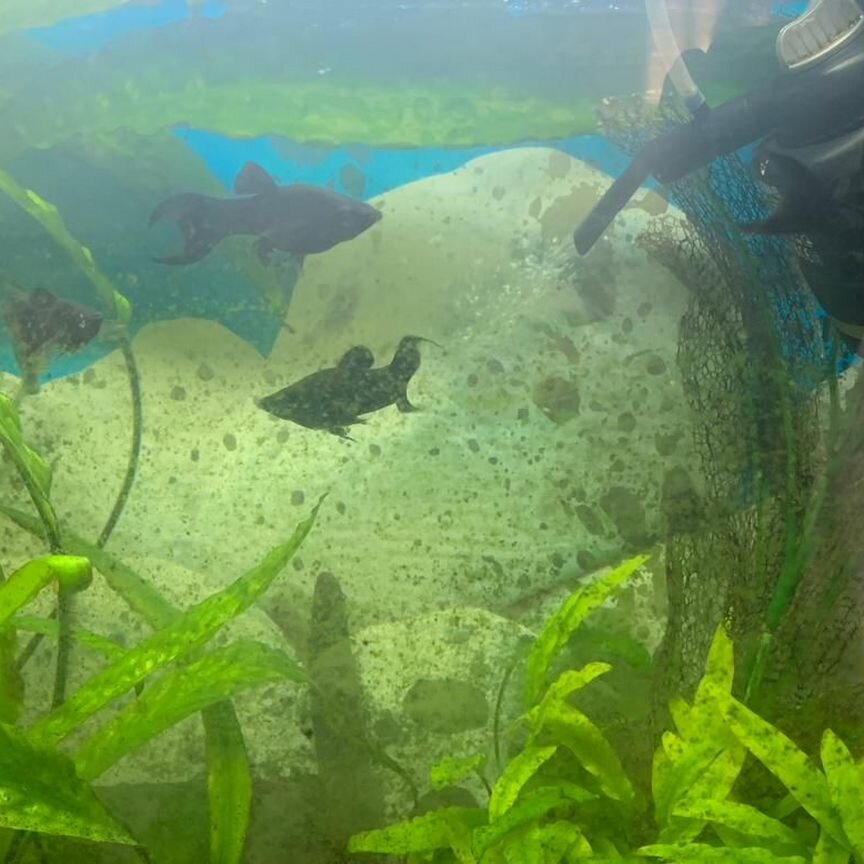 Моллинезия черная