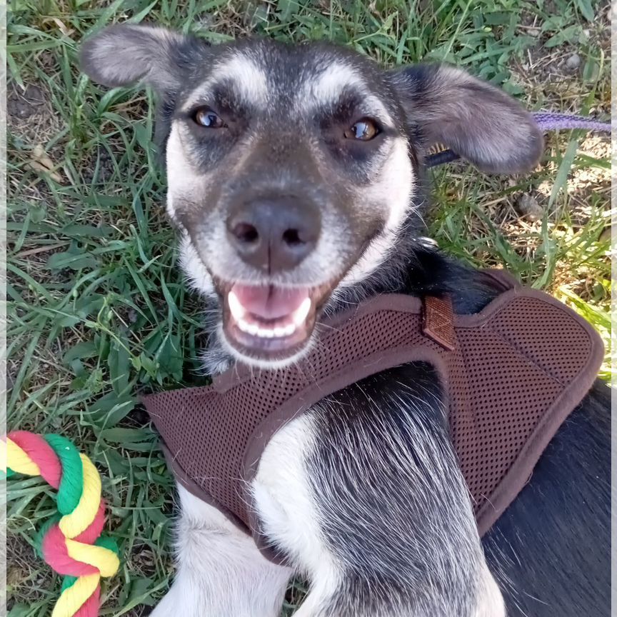 Скромная Мисси в добрые руки