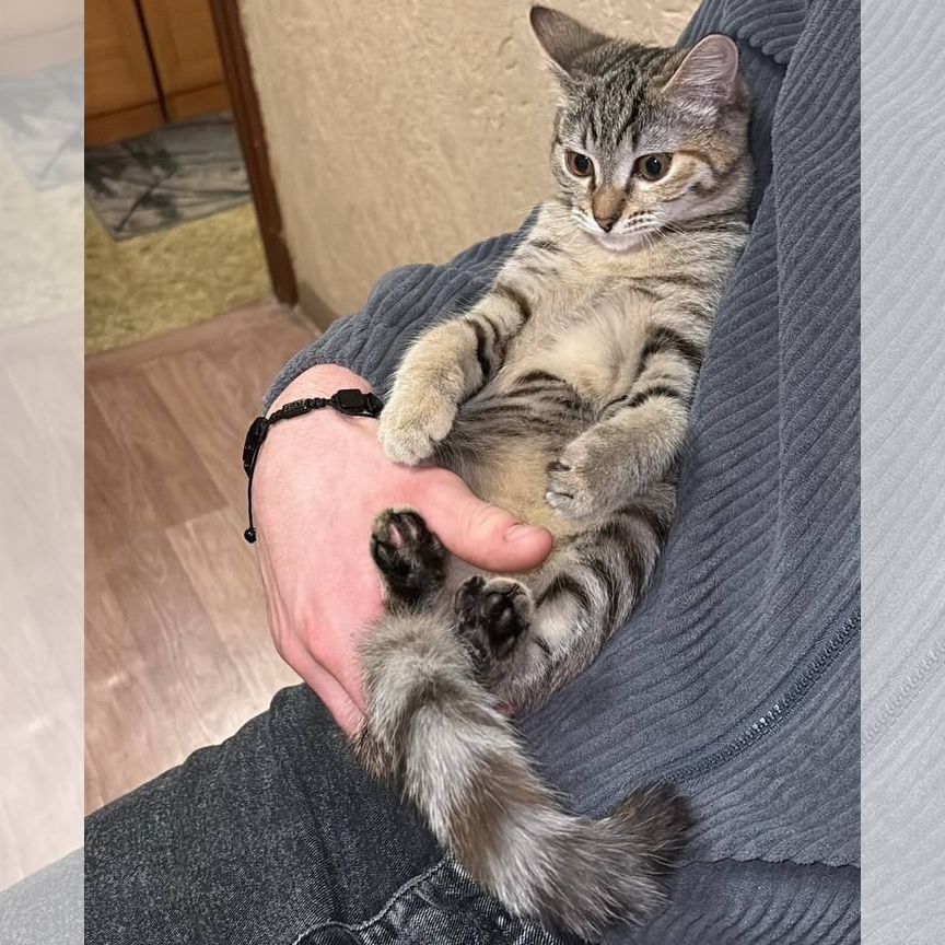 Сибирский котёнок