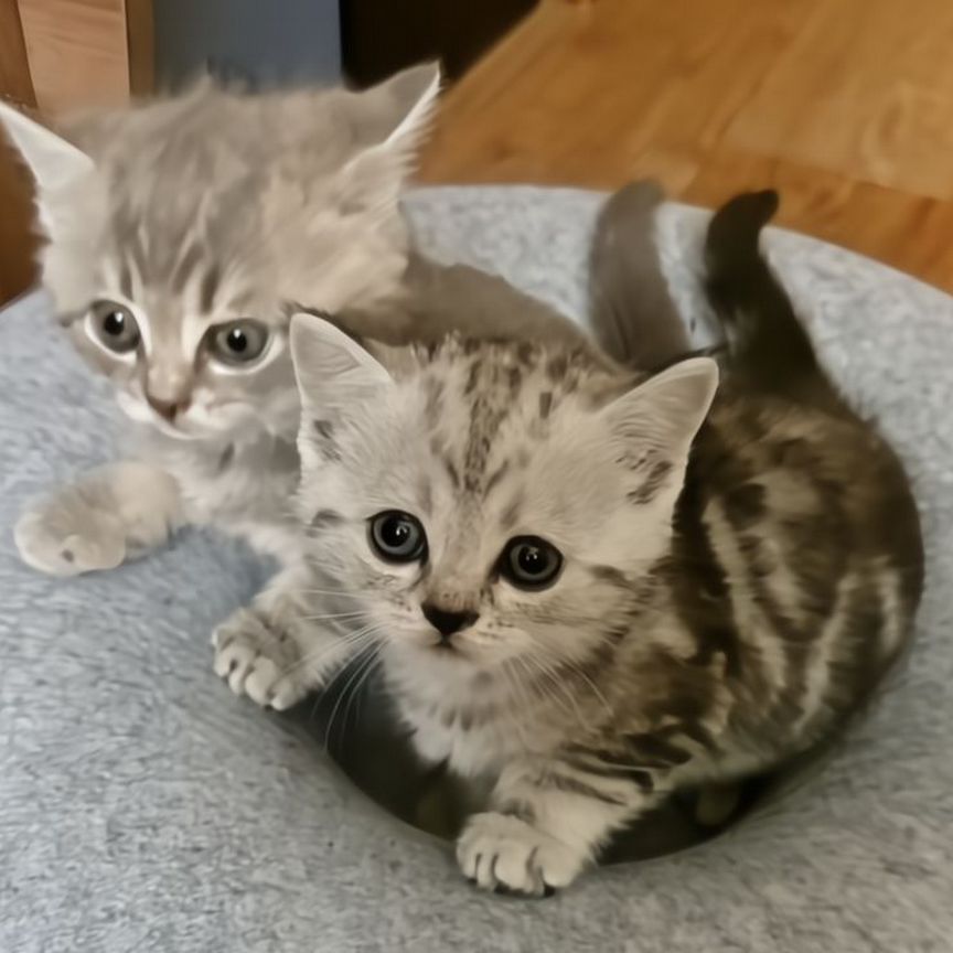 Шотландский вислоухий короткошёрстный котёнок