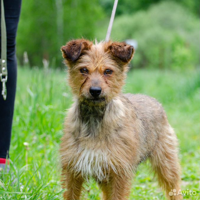 Мелкая рыжая жесткошерстная собачка в дар