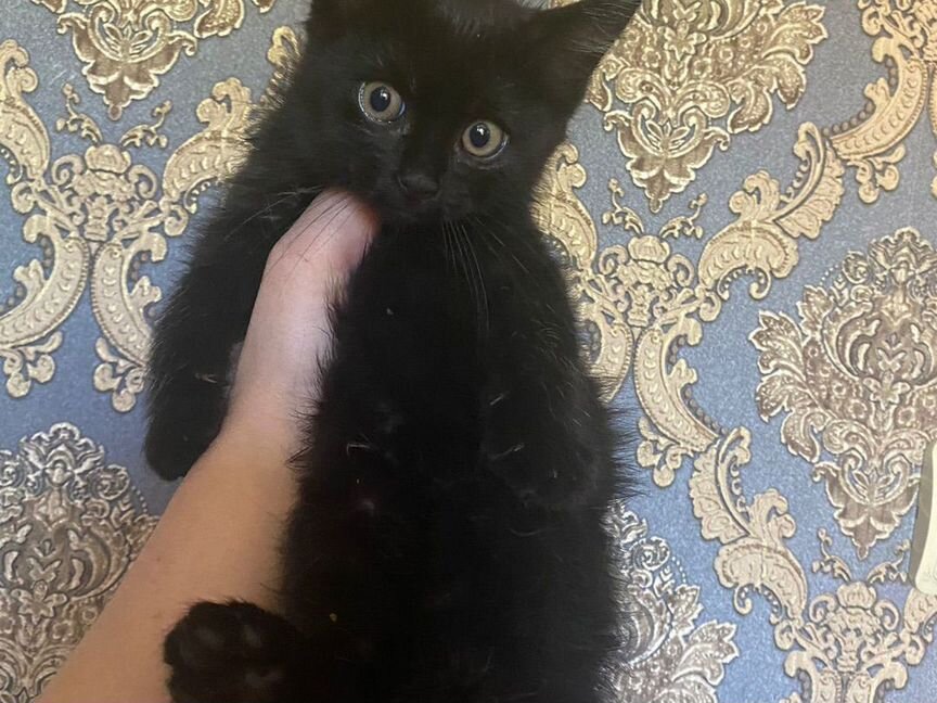 Котенок в дар