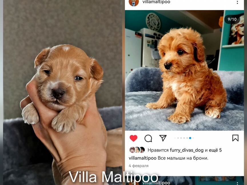 Мальтипу f1 mini