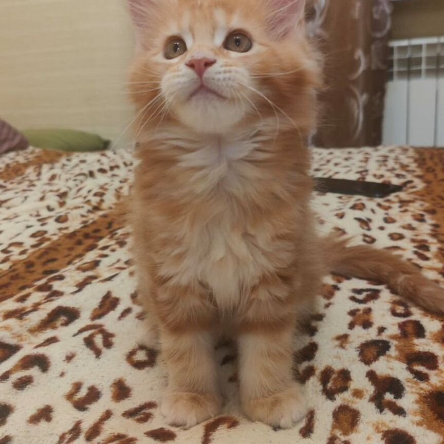 Девочка мейн кун, 2 месяца