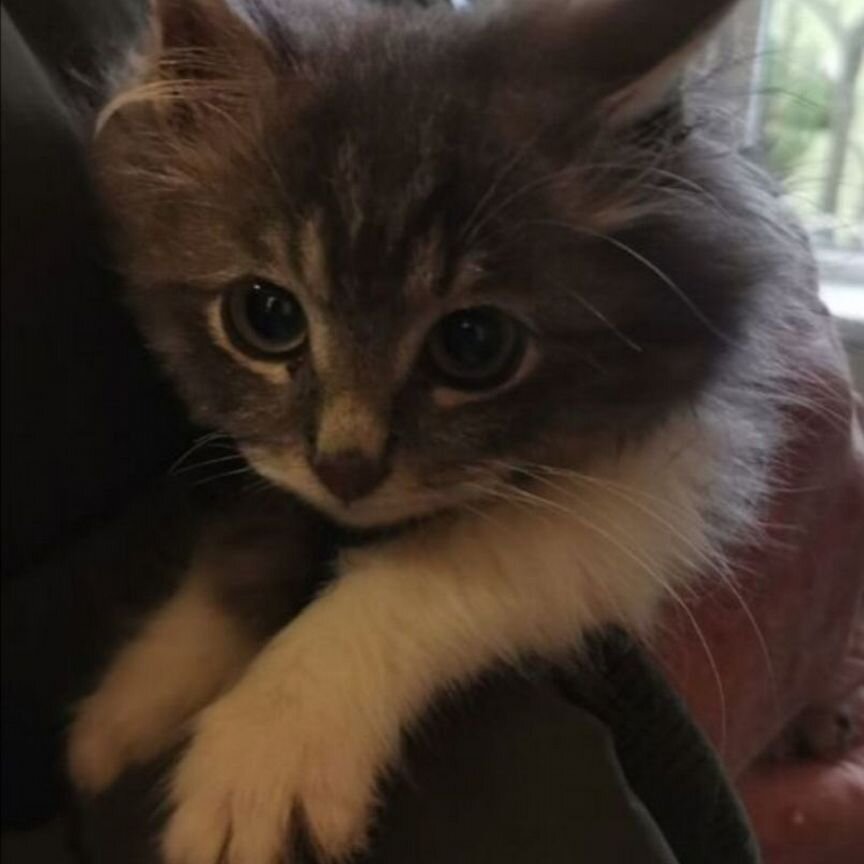 Котенок в добрые руки