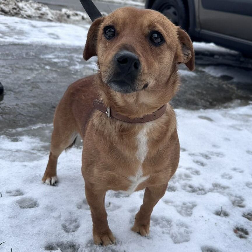 Взрослая собака в добрые руки