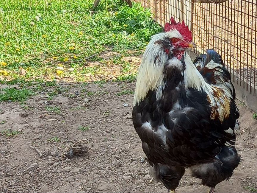 Петух фавероль лососевый