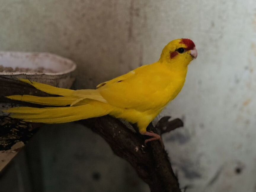 Попугай какарик возраст 2 мес