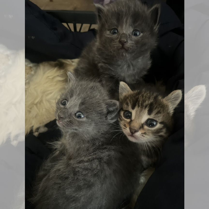Отдадим котят в добрые руки
