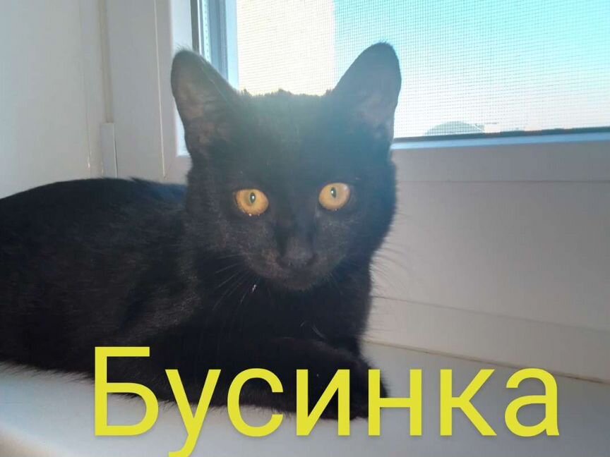 Будущая черная пантера