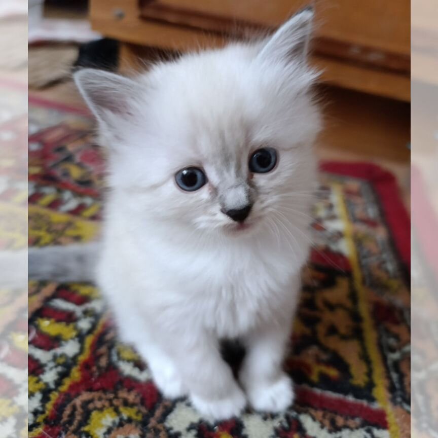 Невская маскарадная