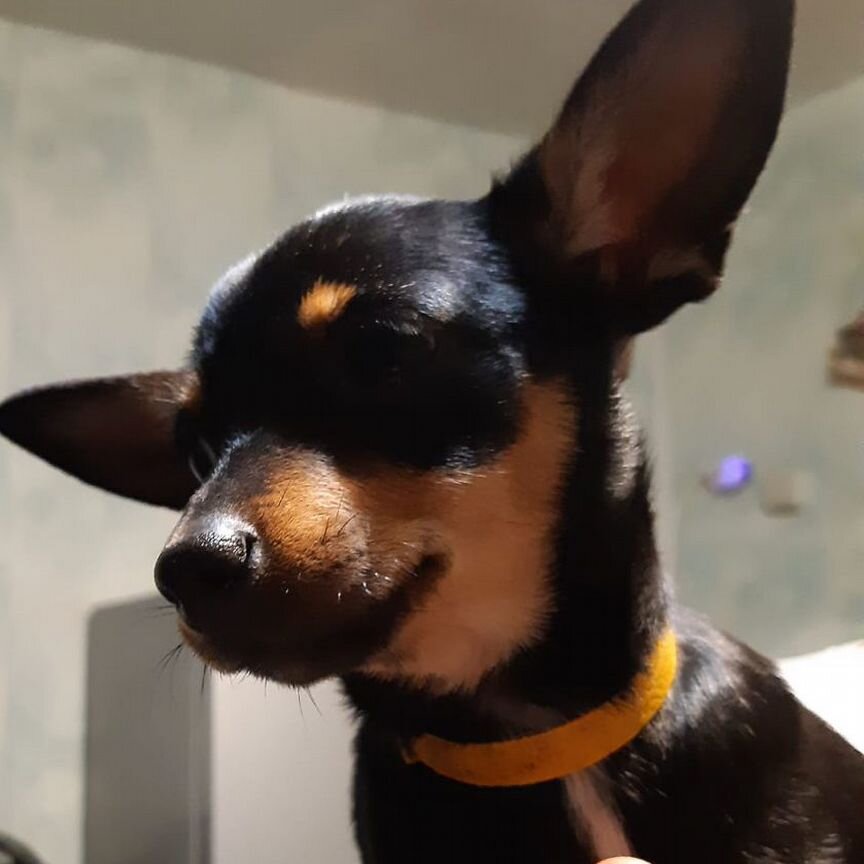 Продаются карликовые пинчеры