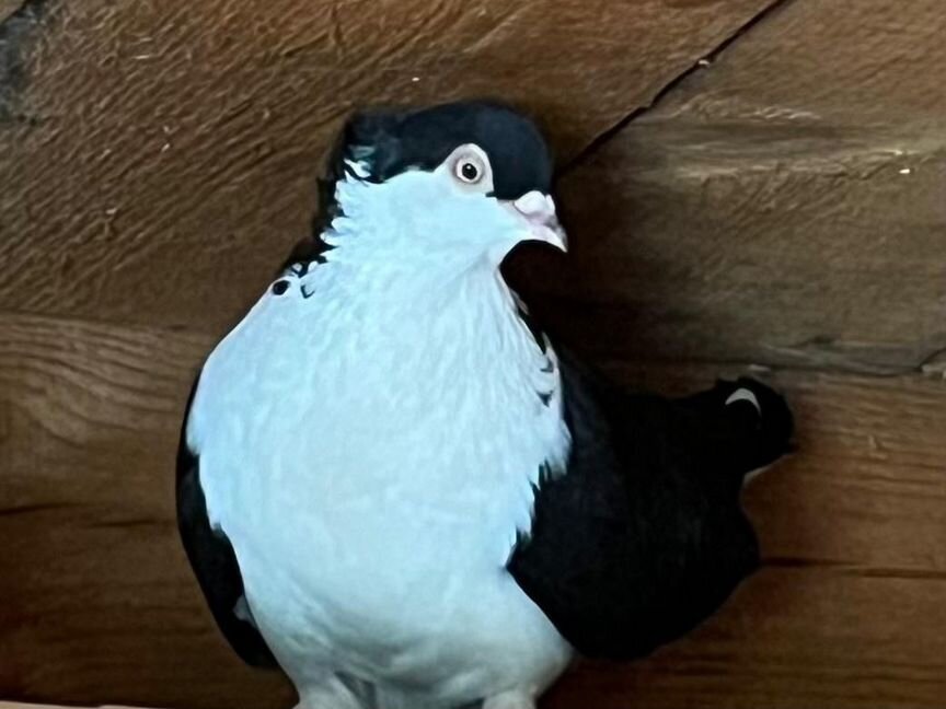 Голубь бесплатно в хорошие руки (уфимский спартак)