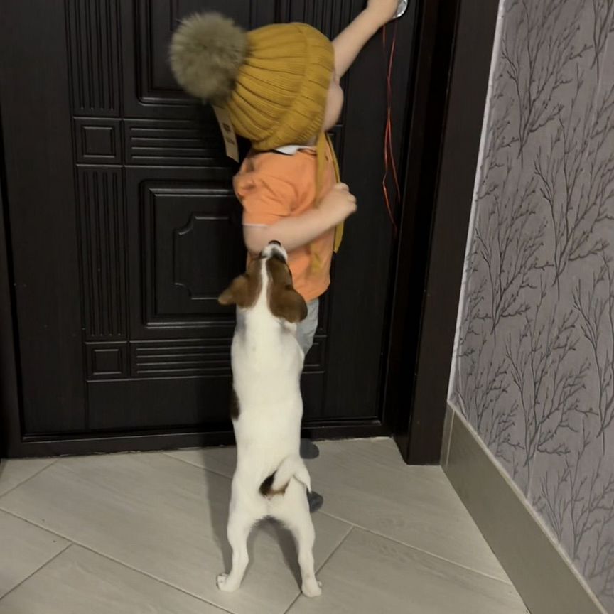 Джек-рассел-терьер, щенок