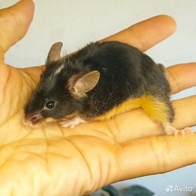 Мыши сатин тан сиамские и голые