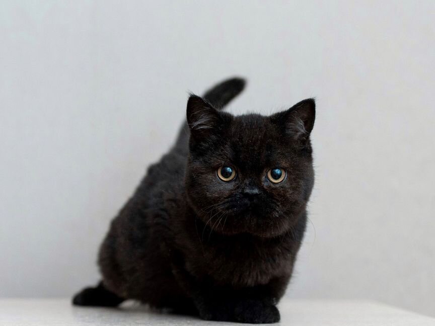 Шотландский черный кот