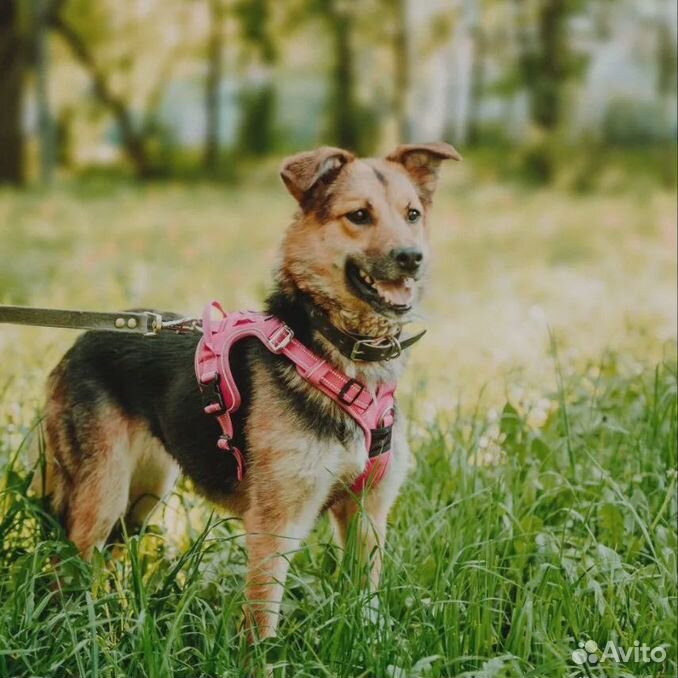 Собака Яшма в добрые руки