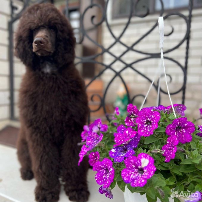 Стандартный пудель