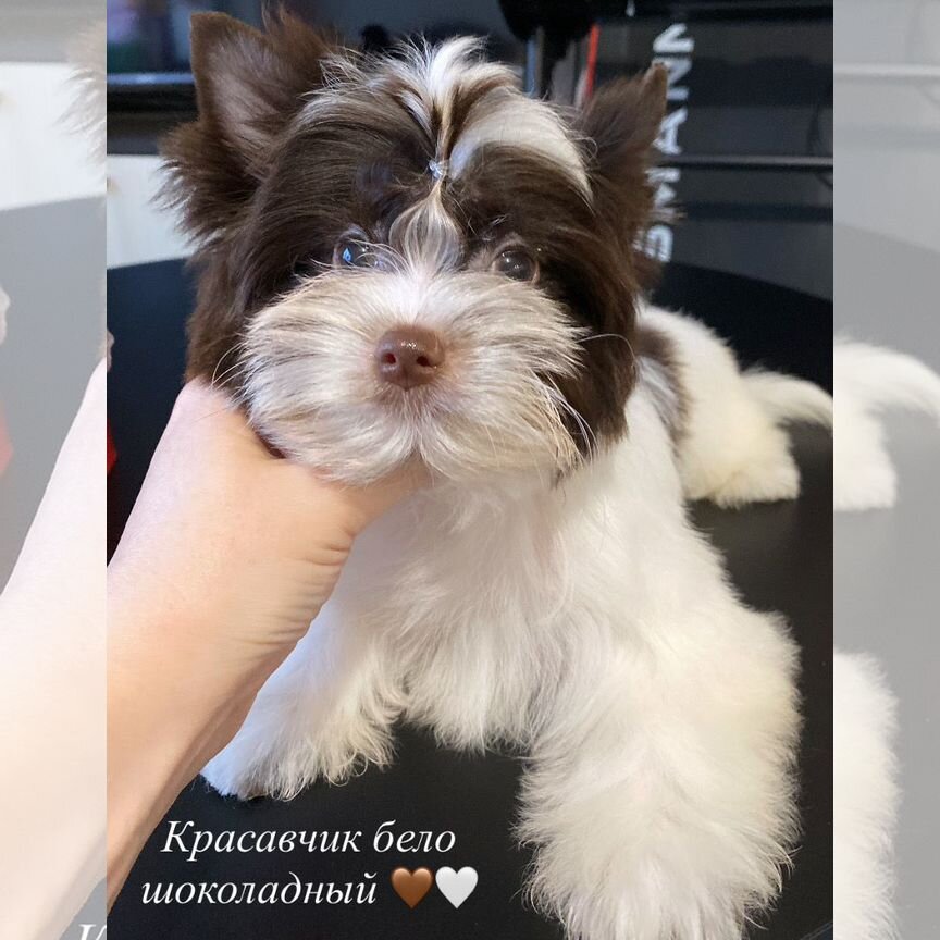 Биро-йоркширский терьер, щенок