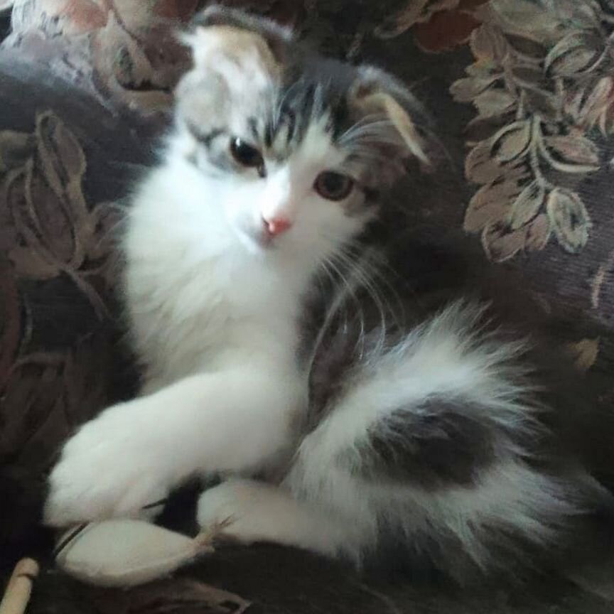 Вислоухий котенок в добрые ручки