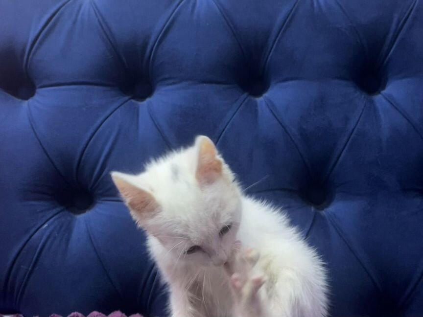 Котята в добрые руки бесплатно