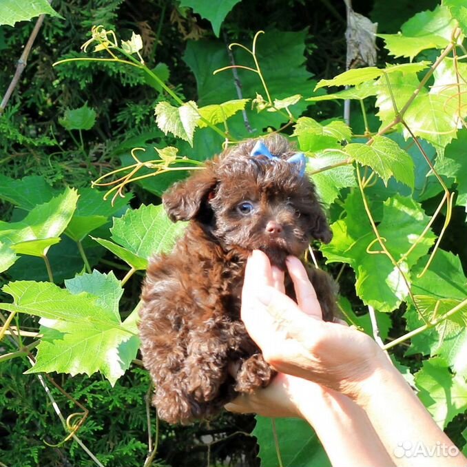 Мимимишка мальтипушка