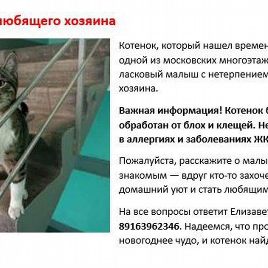 Котенок в добрые руки