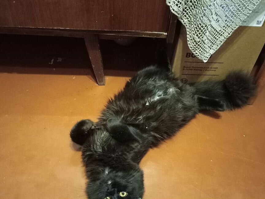 Кот